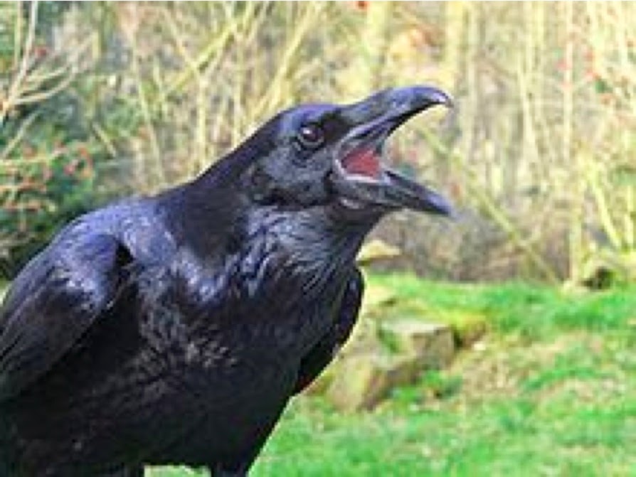 Vampiro Erudito: Cuervo Común (Corvus corax)