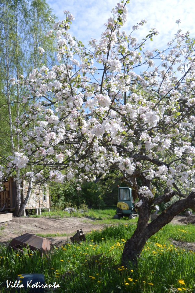 Villa Kotiranta: Kasvimaan perustaminen raksan pihaan