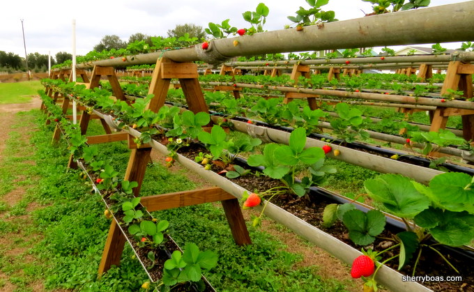 Simply Living: Strawberry season is here!