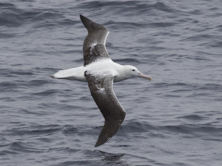 Argentina nativa: Albatros real (Diomedea epomophora)