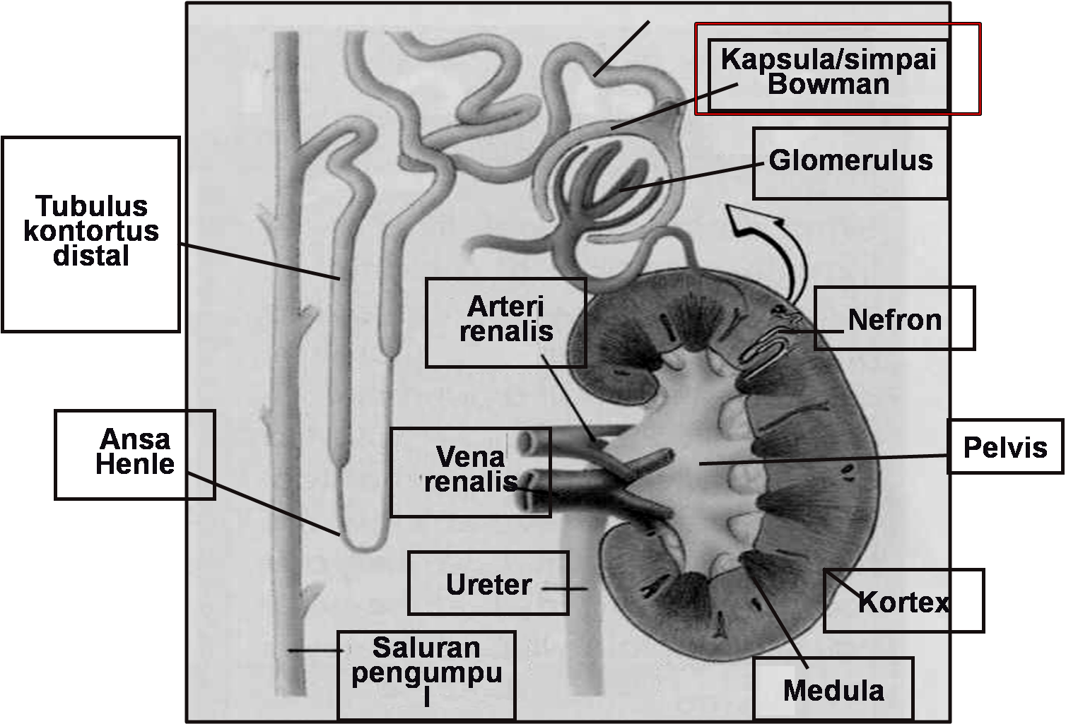 Kapsula Bowman | PENGERTIAN