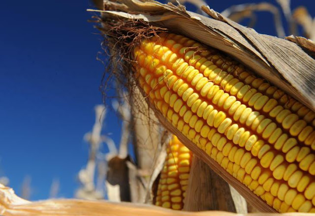 BRASIL AGRÍCOLA: ÁREA DE MILHO CRESCERÁ EM MATO GROSSO