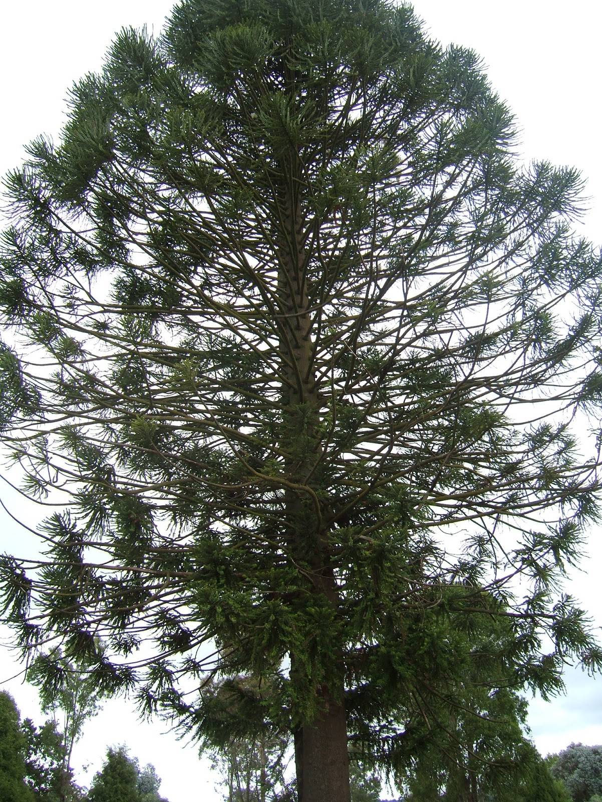 Universal Land Rights: The Bunya Pine -- A Special Tree