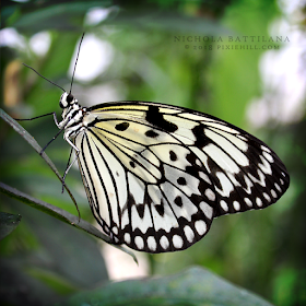 Pixie Hill: Butterflies, Specimens and Inspiration