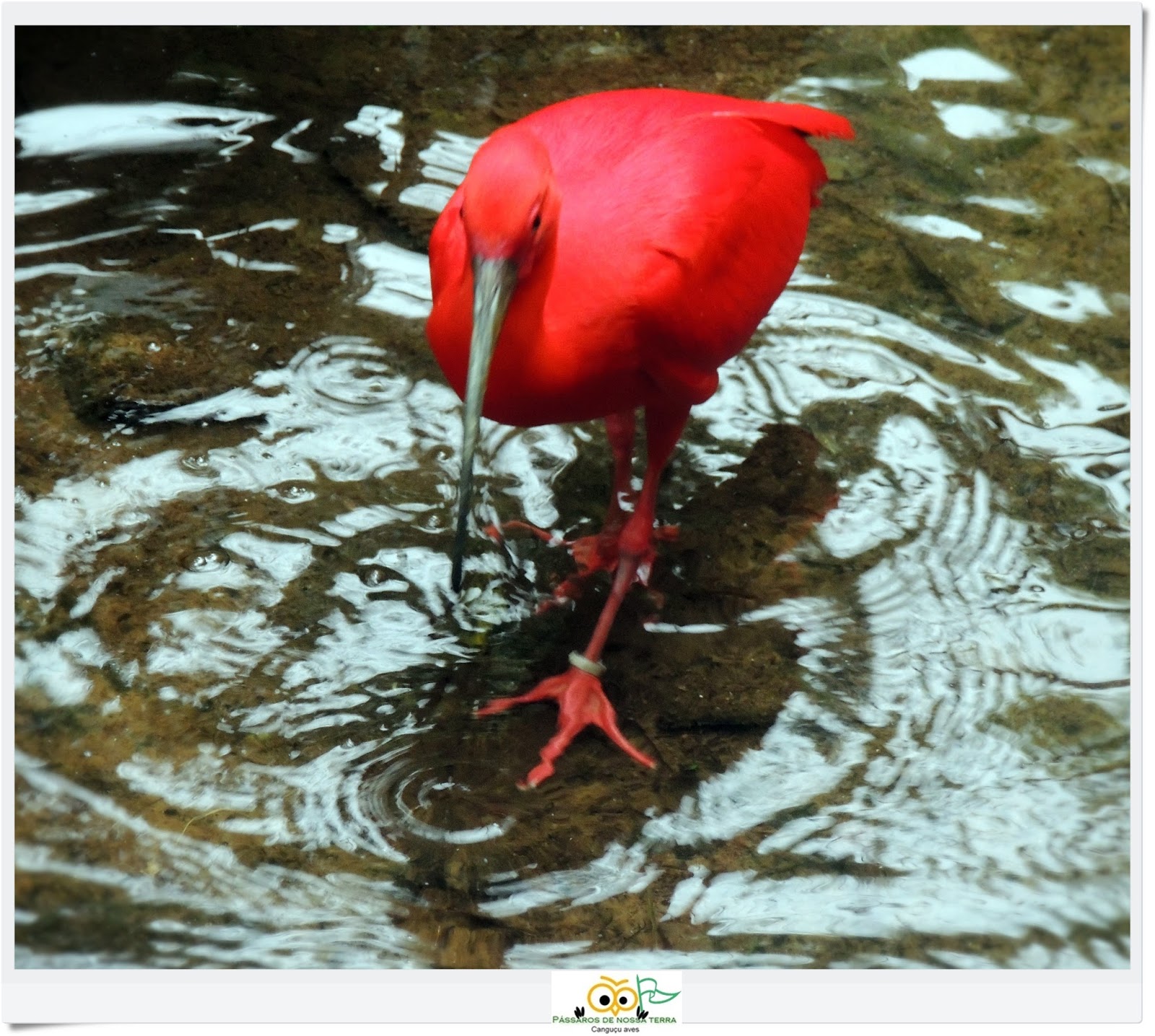 Guará *** Eudocimus ruber Linnaeus, 1758 (Fotografado no parque das aves)