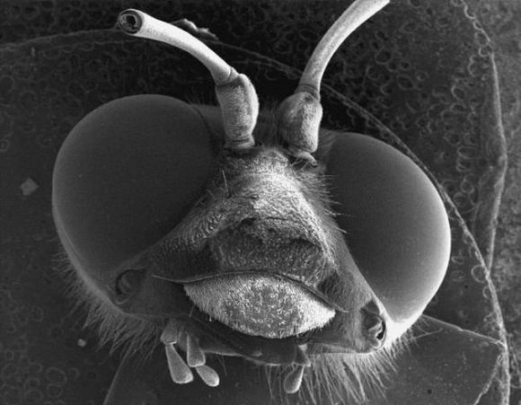 Microrganisms Under Microscope, Microscopic Photos of Micro-Organisms ...