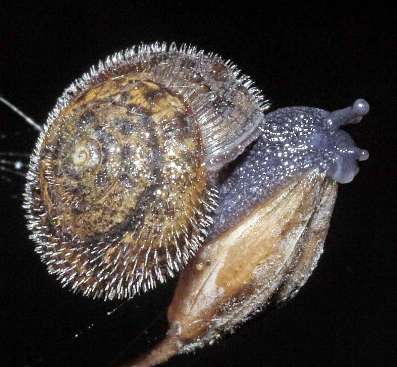 CABINET OF CURIOSITIES: Hairy snail