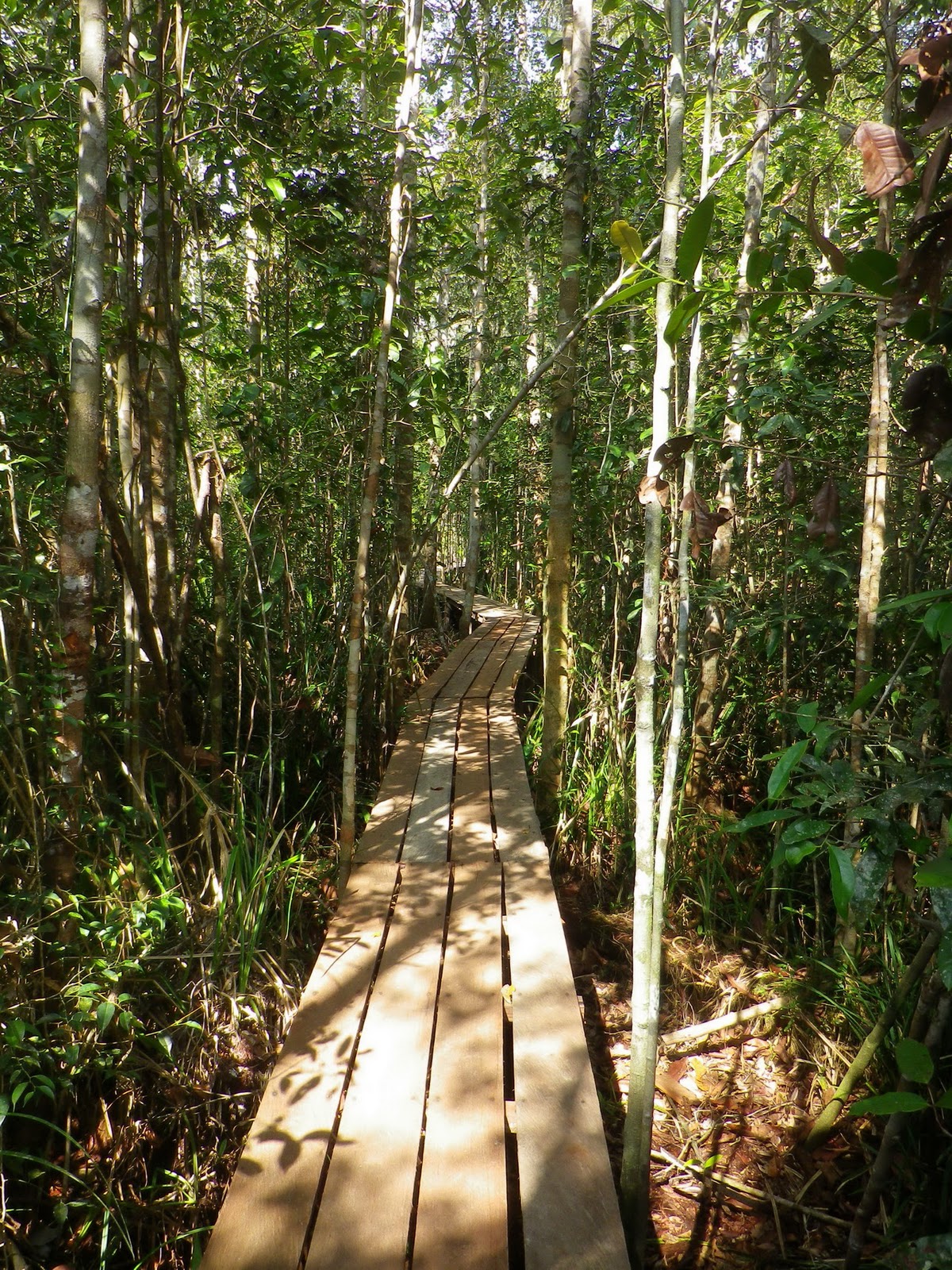 Palangkaraya Impressions: Sabangau National Park and local communities ...