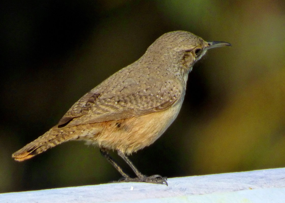 Geotripper's California Birds: Bird of the Day: Rock Wren at Turlock Lake