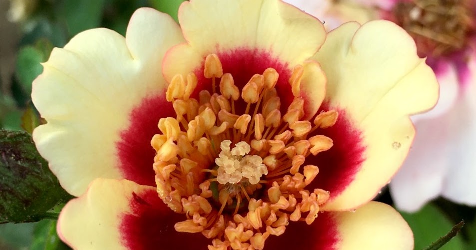 Rose Hybridizing: A Few Seedlings Surviving the Heat