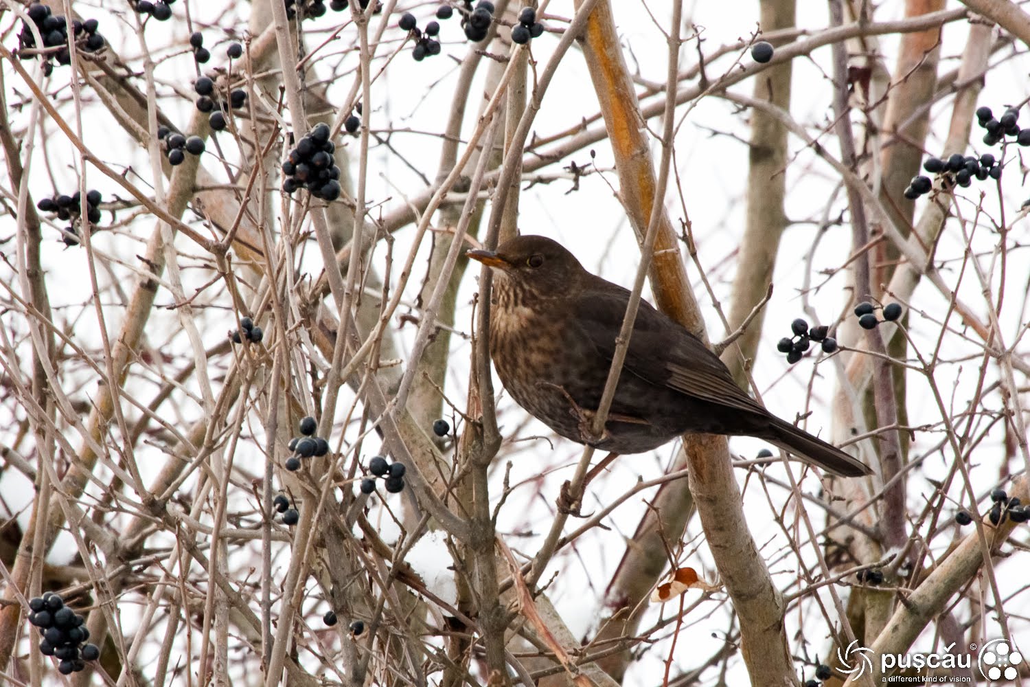 wildlife caras-severin: Mierla (Turdus merula )