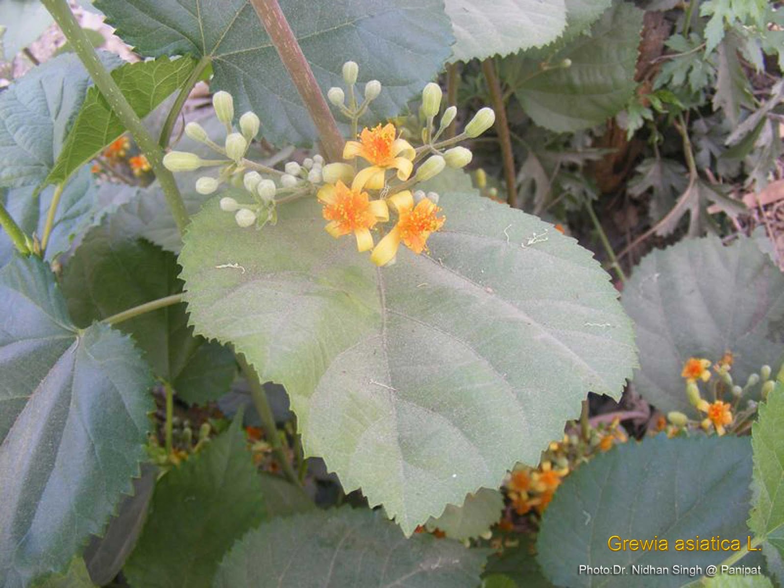 Medicinal Plants: Grewia asiatica, Phalsa, palicamaram