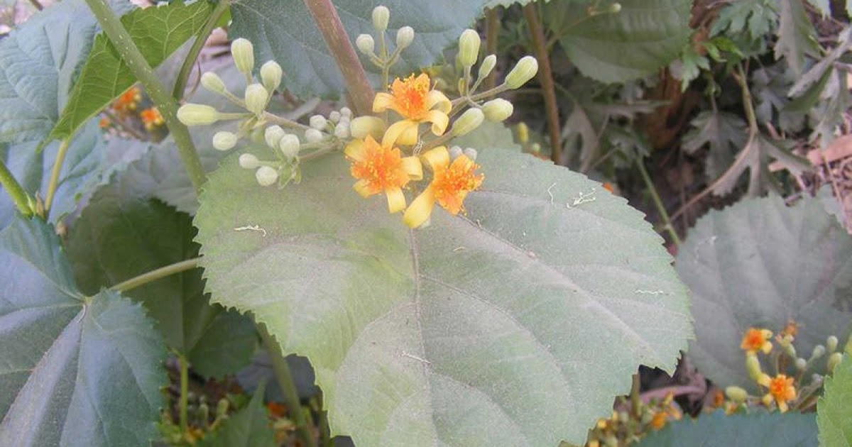 Medicinal Plants: Grewia asiatica, Phalsa, palicamaram
