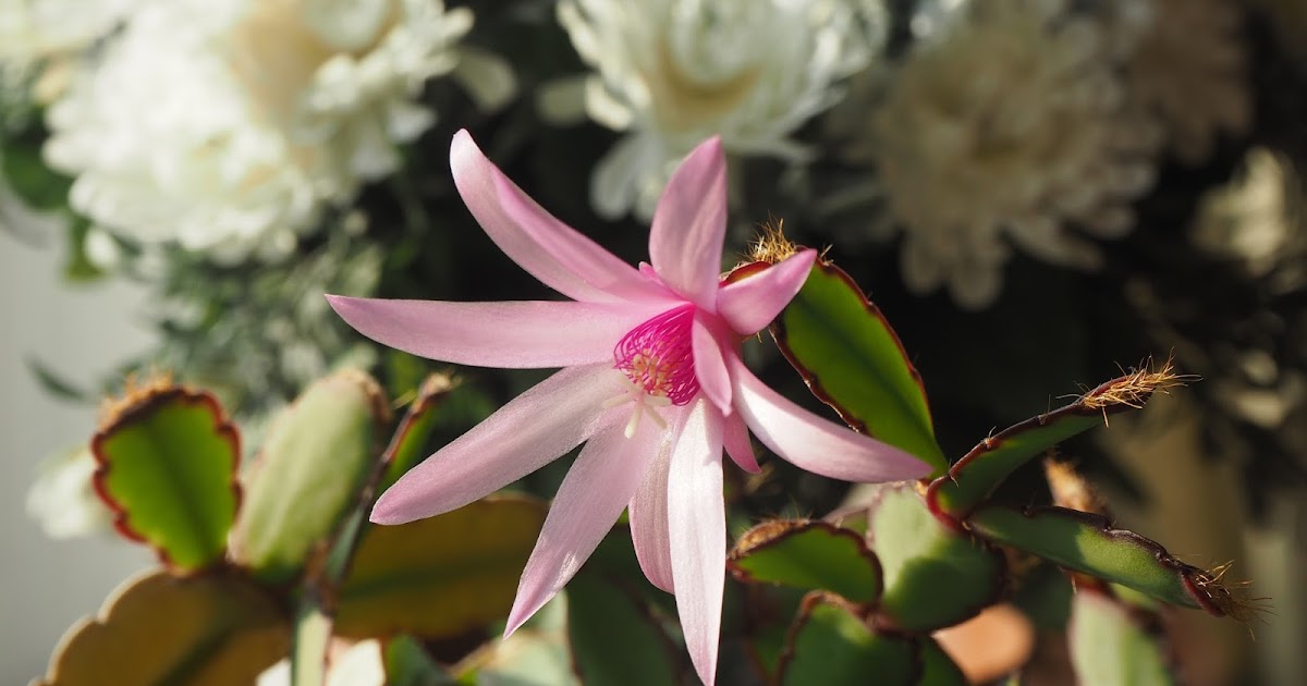 Natuurvriend: Lidcactus