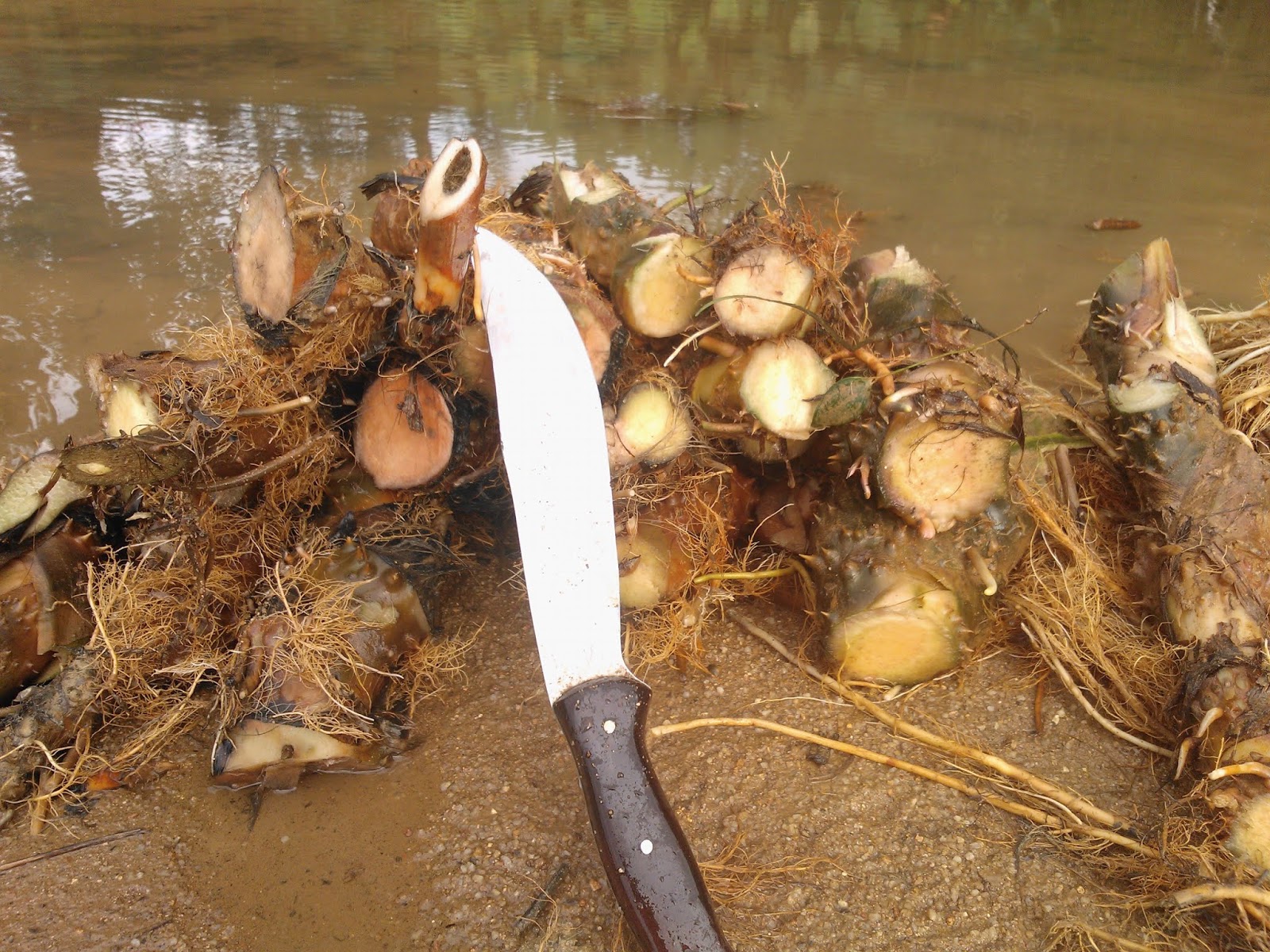 Azram Sulong: pokok geli-geli