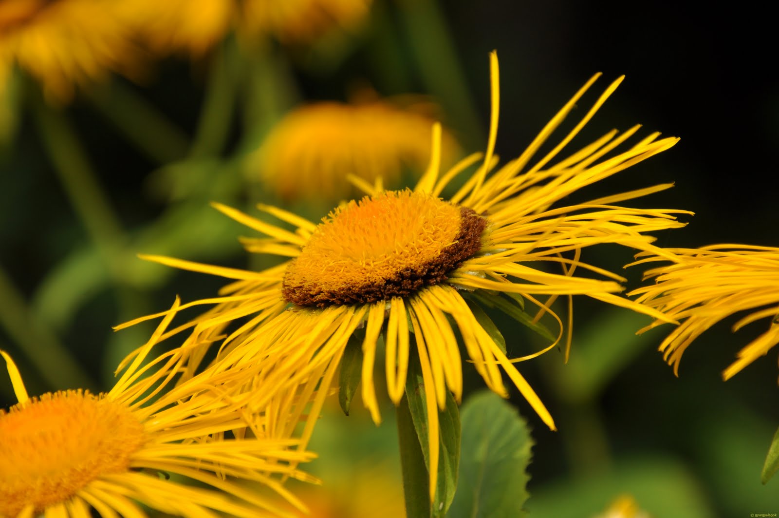 Ilyen a természetünk: Teleki-virág