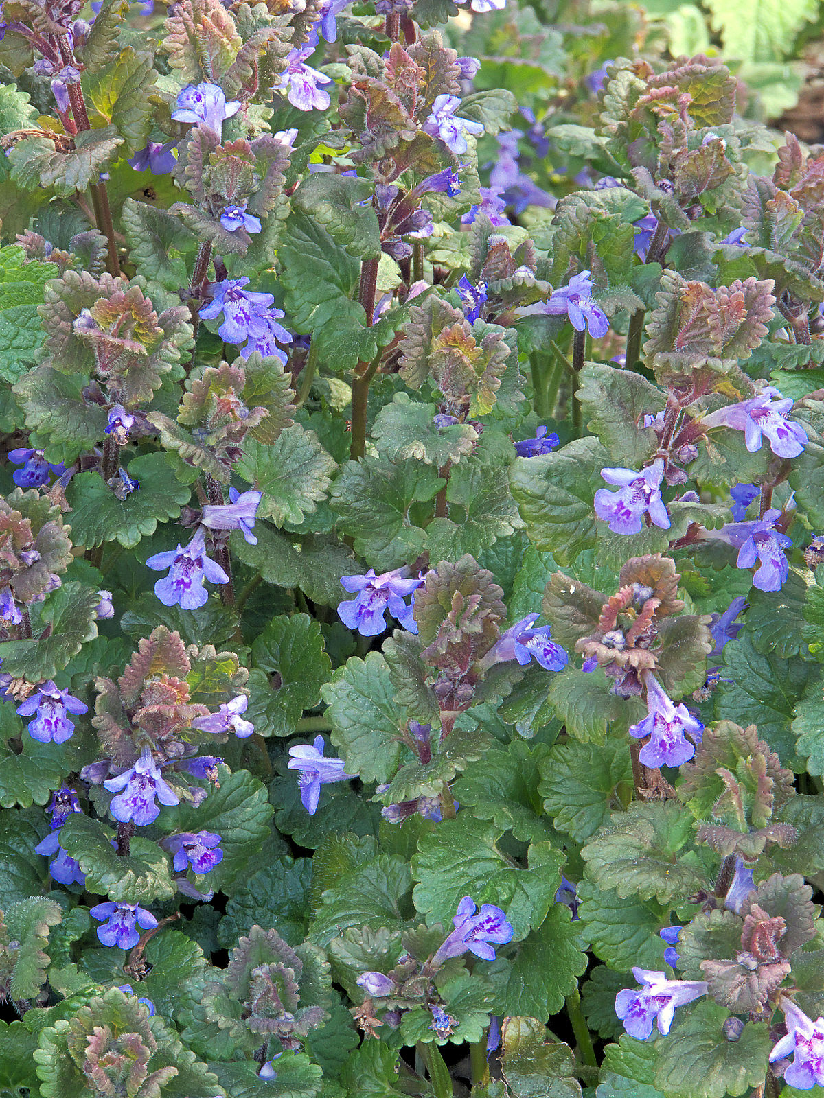 Marlene's Space: Gardening Update: Wild Violets or Creeping Charlie?