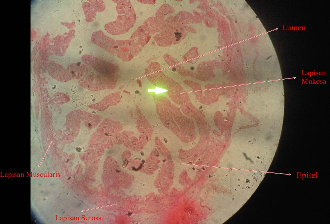 laporan embriologi kelompok 2: organ kelamin betina