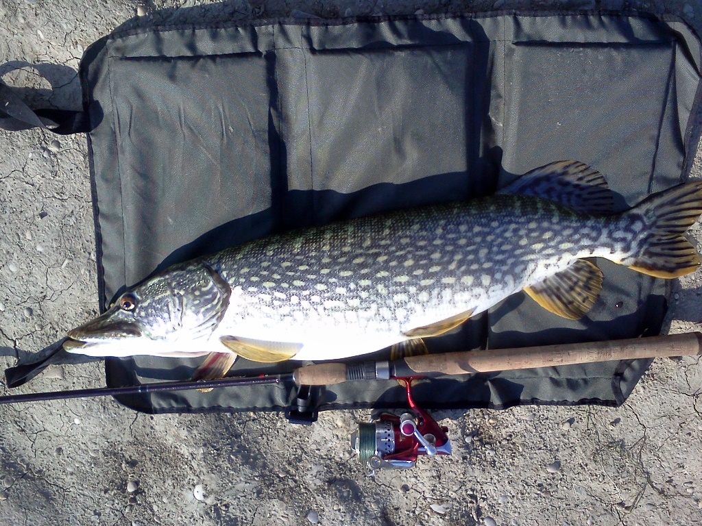 Croatia Fishing: Sve što ste htjeli znati o štuki