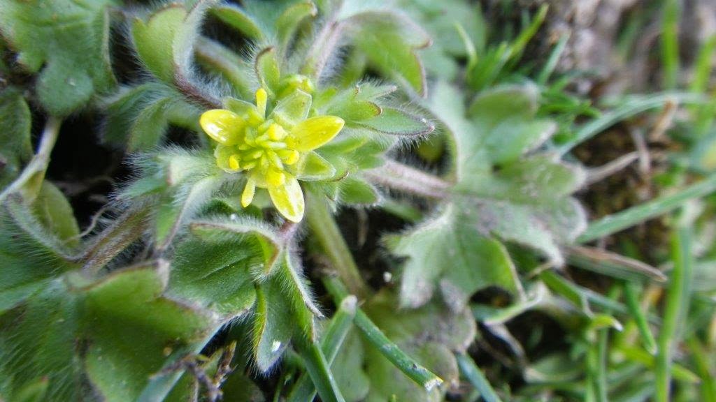 BSBI Cymru: Ranunculus parviflorus (Small-flowered Buttercup) refound ...