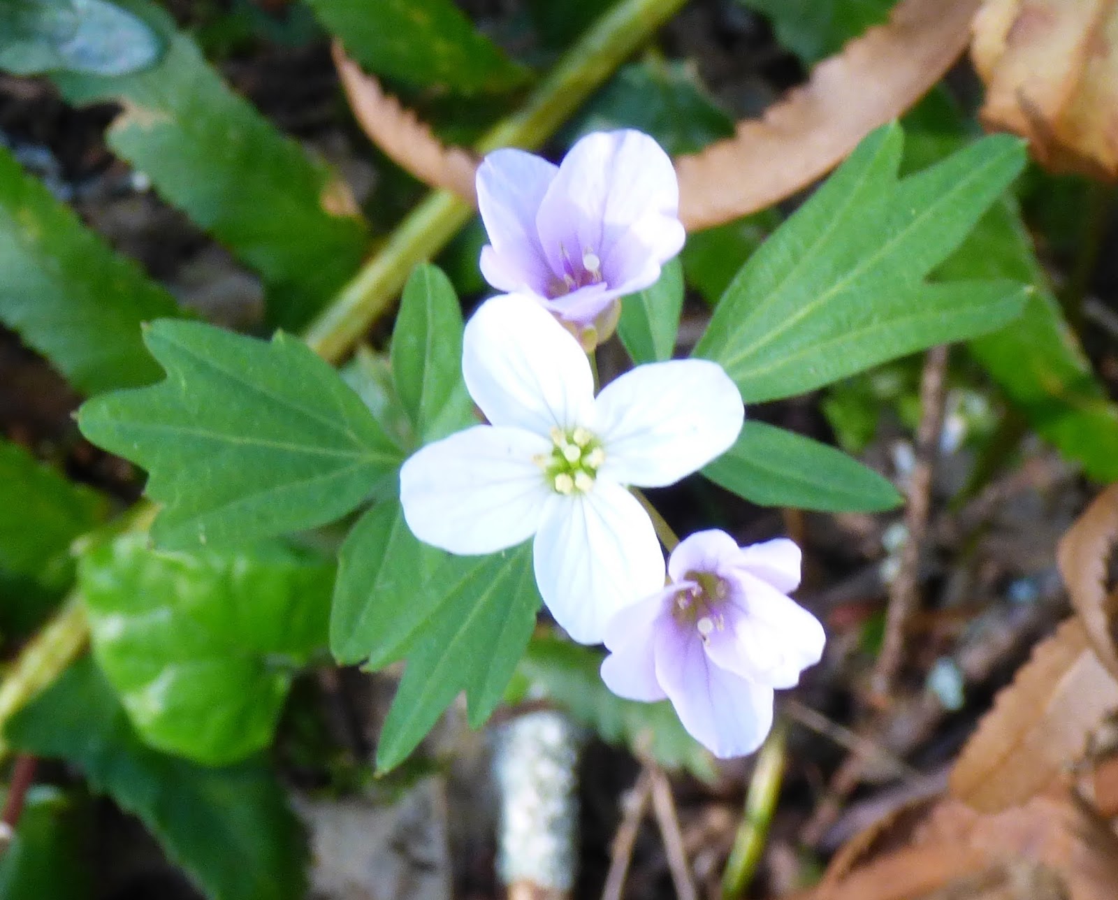 Wildflowers: March 2014