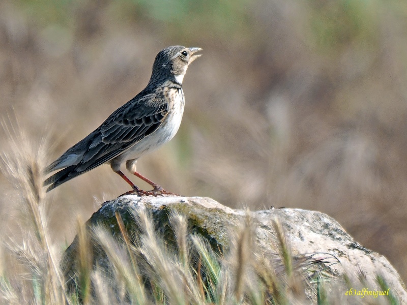 MIS AMIGAS LAS AVES: Calandria común (Melanocorypha calandra)