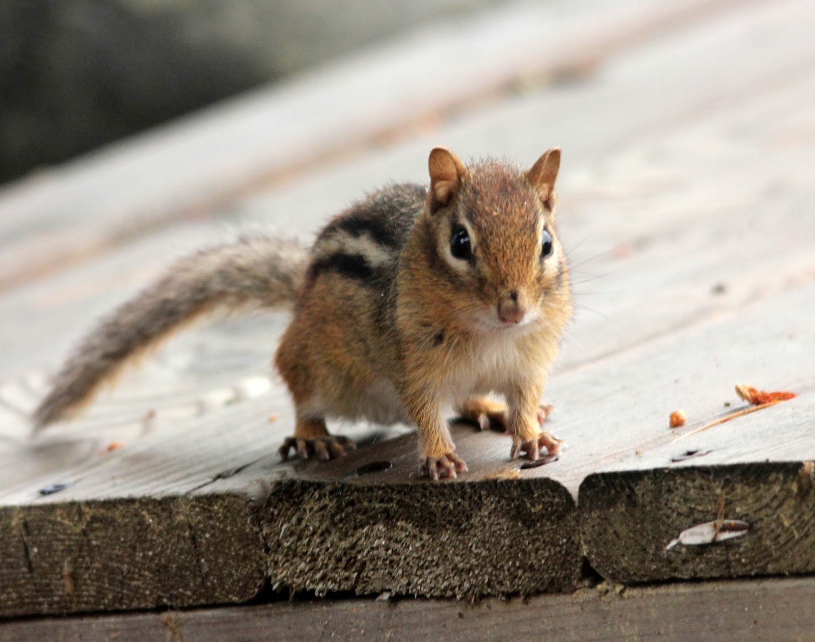 Here and There: Day 196 - 19th July 2017 - Spiderwebs, Ducks and a Chipmunk