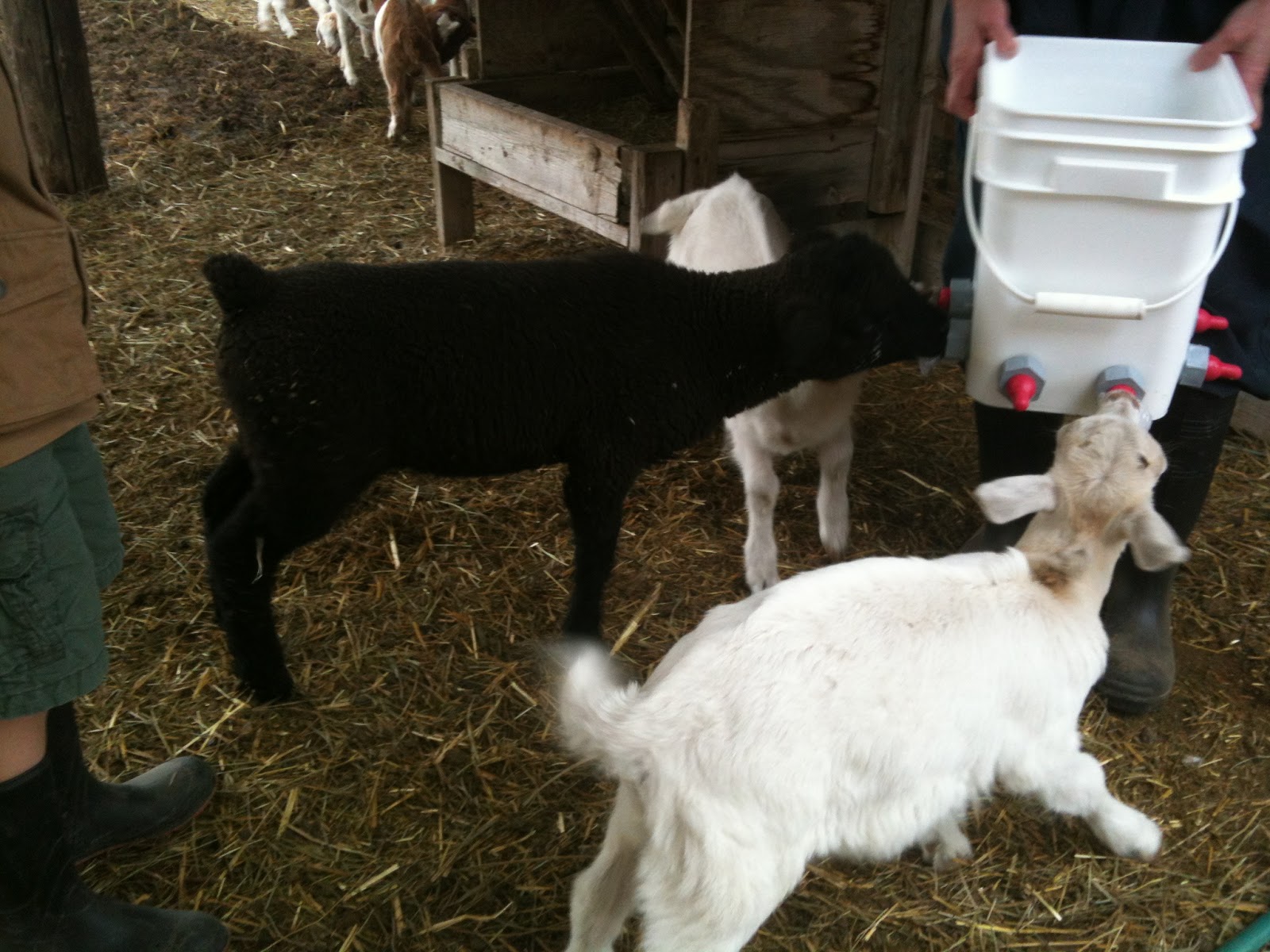 Baby Goats & Lambs :: Nature Study - Eva Varga