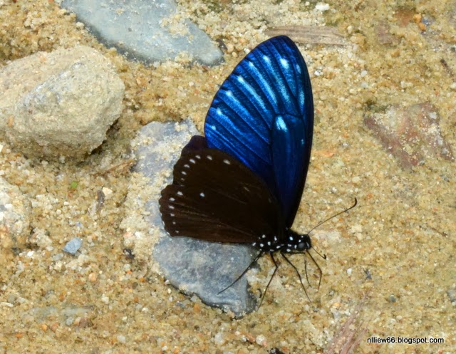 The Forested Path (and Beyond): BUTTERFLIES of RAUB: The Great Blue ...