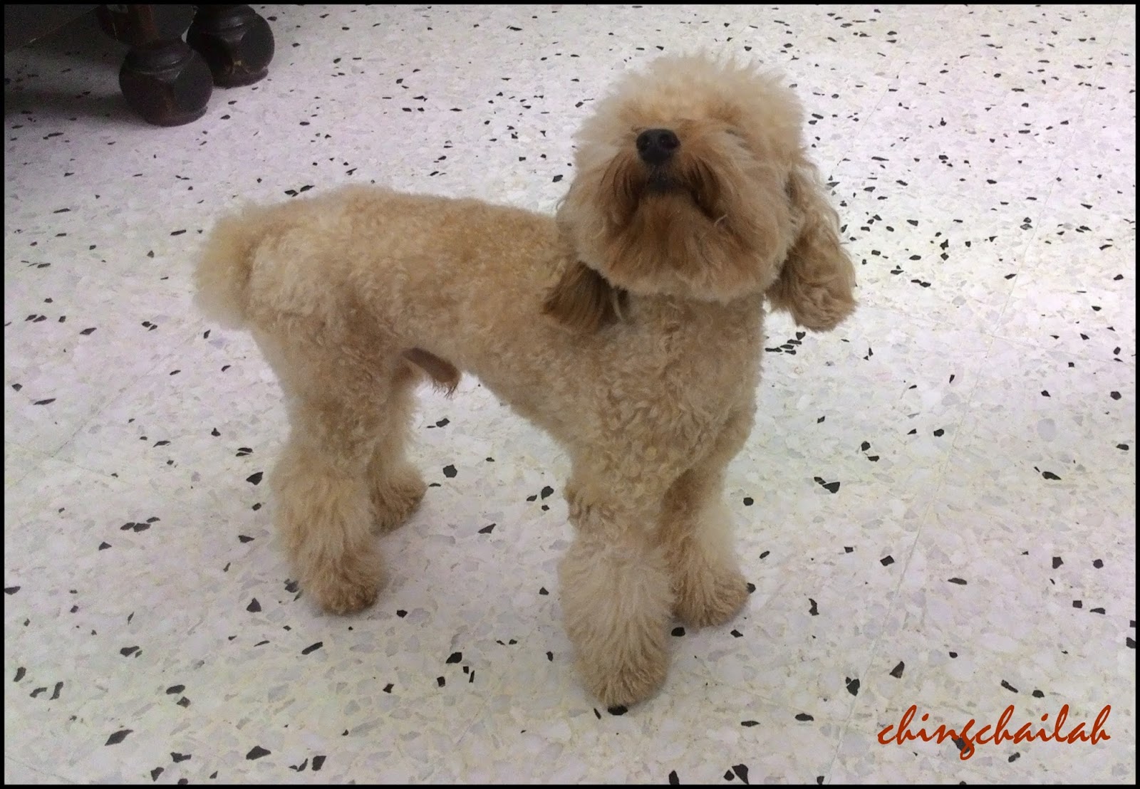 Simple Living In Nancy: Cute And Adorable Fido The Dog