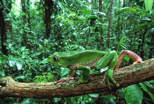 Top 10 Interesting Facts About Rainforest 8FACT top-10-interesting-facts-about-rainforest-8fact