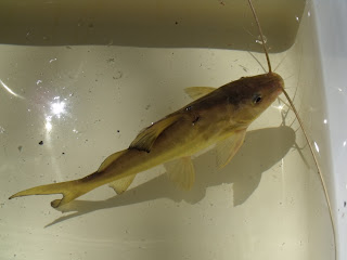 NATURALEZA Y CULTURA: Bagre Amarillo