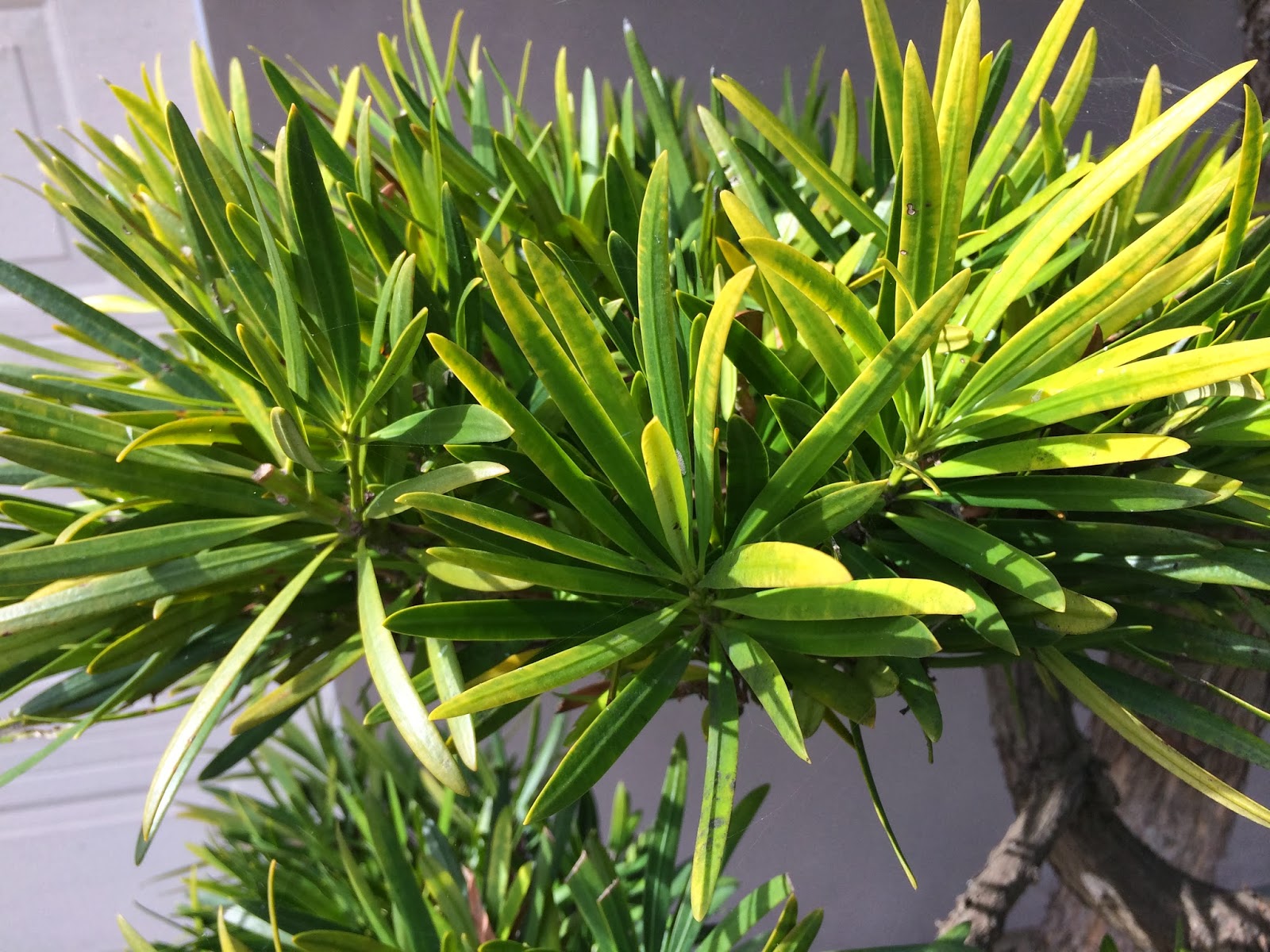 Trees of Santa Cruz County: Podocarpus macrophyllus - Bigleaf Podocarpus