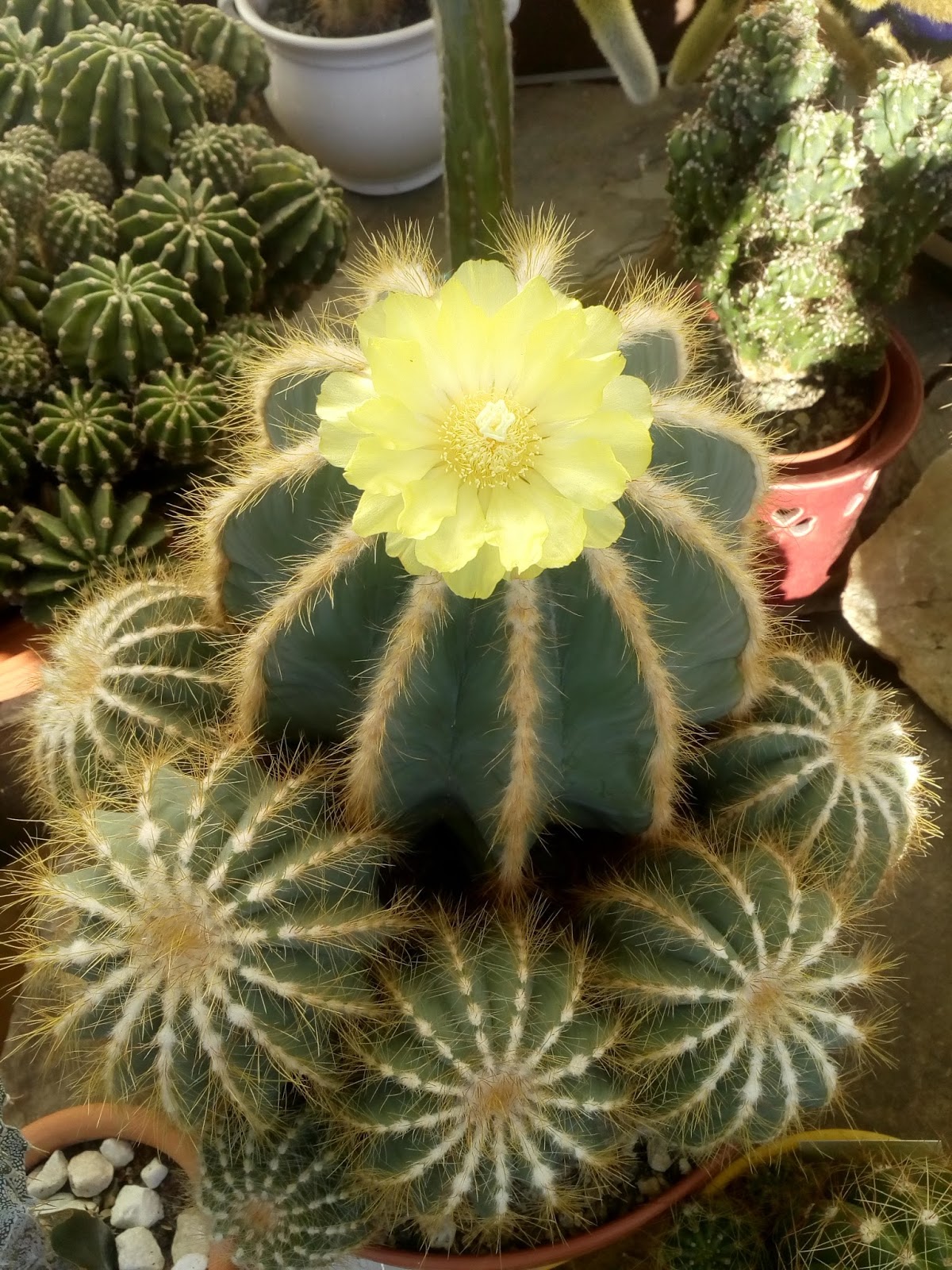 Kaktusowo ;): NOTOCACTUS MAGNIFICUS