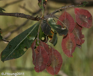 South African Photographs: Silver Terminalia (Terminalia sericae)