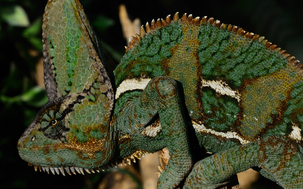 Lighthaus Camera: New Nikkor Micro Lens