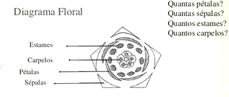 a tricolina biologa: organografia