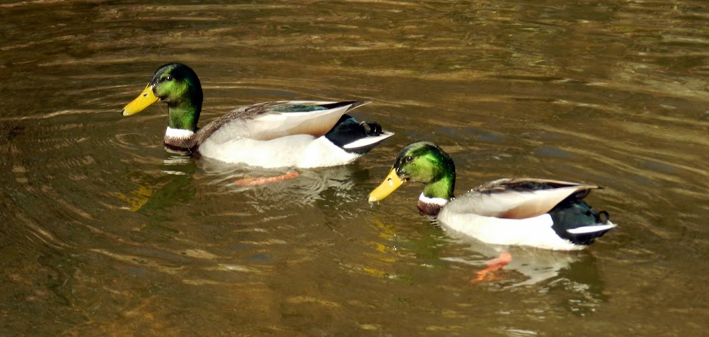 Hiking with Megan in Maryland and Beyond: C&O Canal: Swains Lock to ...