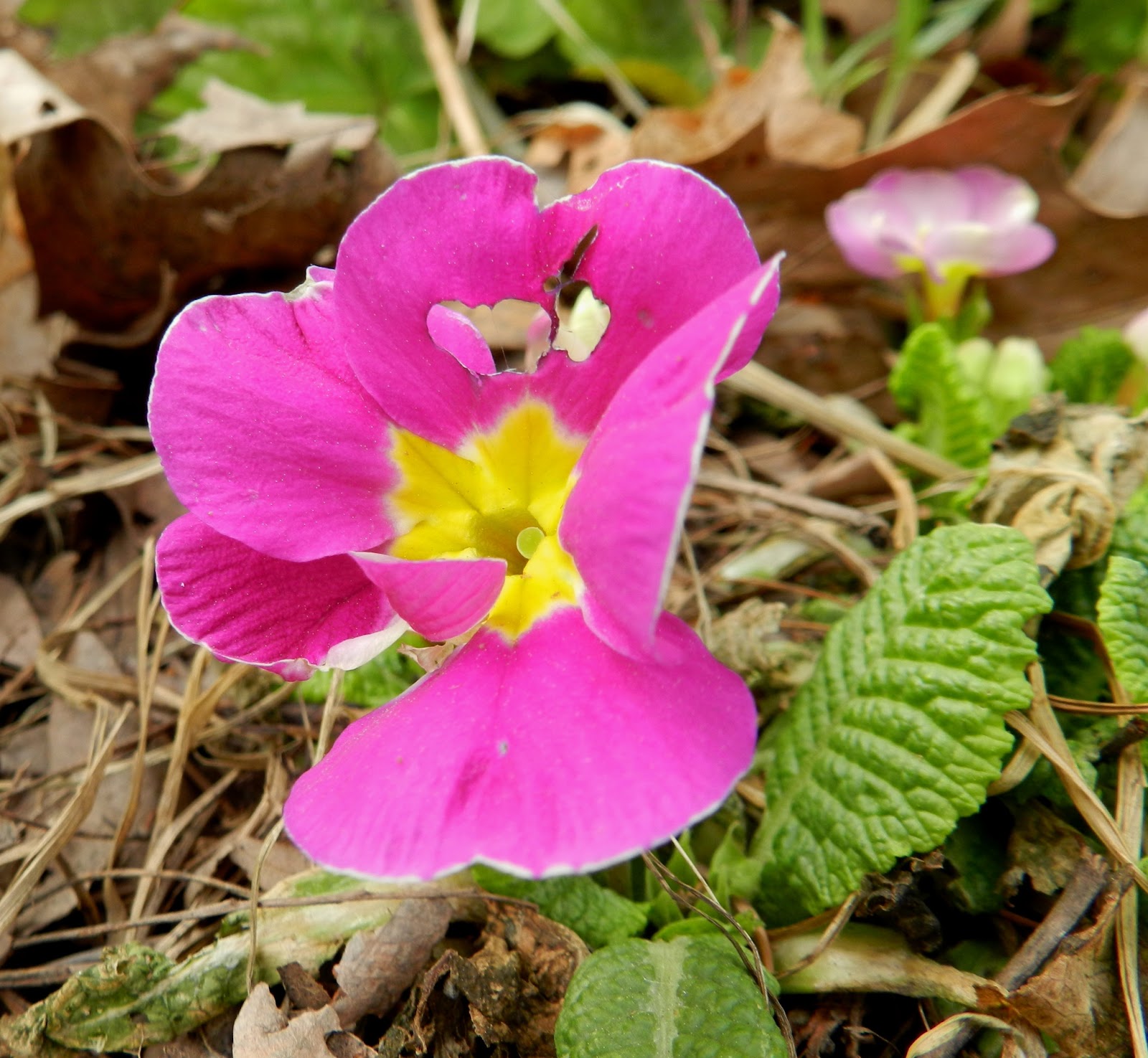 Prairie Rose's Garden: April Bloom Day: Spring Showers