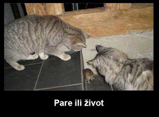 Smesne slike 005 | Smešne stvari