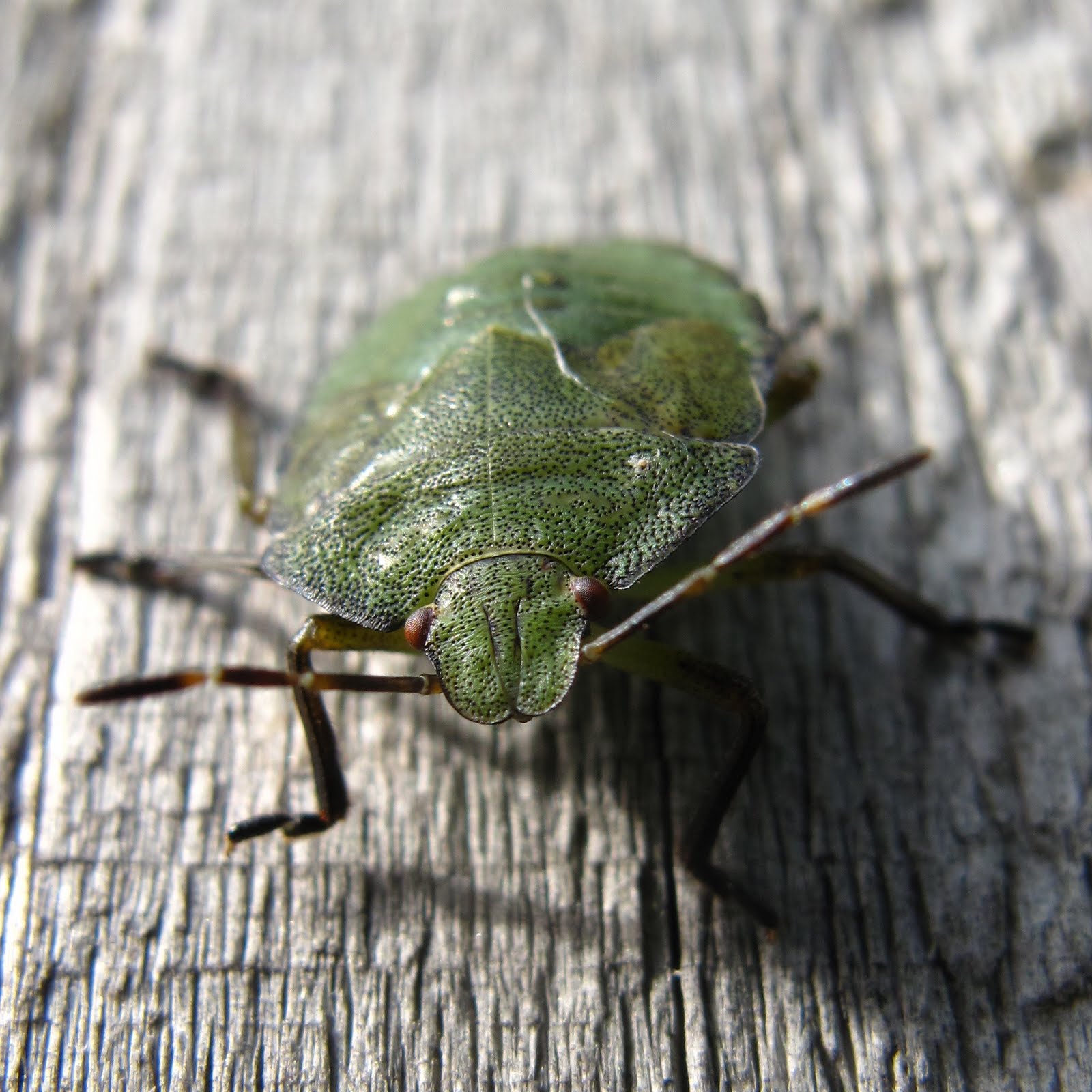BugBlog: Green Shieldbugs