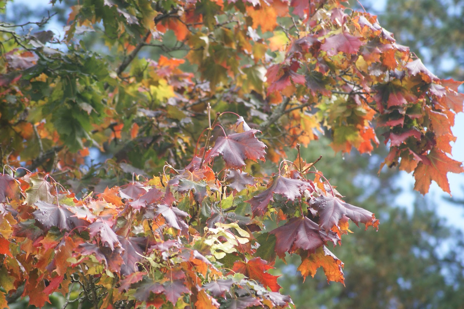 Rakkaudesta Vironperään: Vaahteroita, Acer-sukua