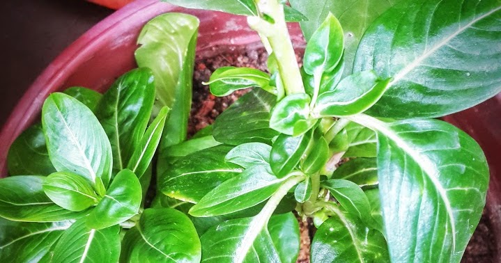 Hiking & Gardening: Percubaan membiak Kemunting Cina