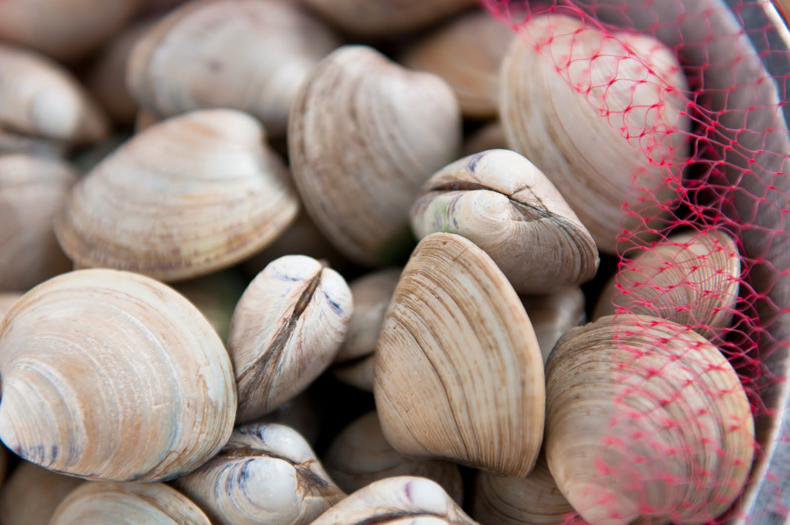 Indian Food Rocks: Feeding those Cravings