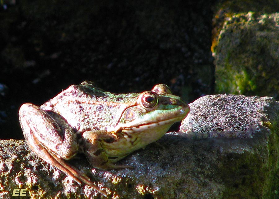 Mallorca es así también: RANAS y ranitas