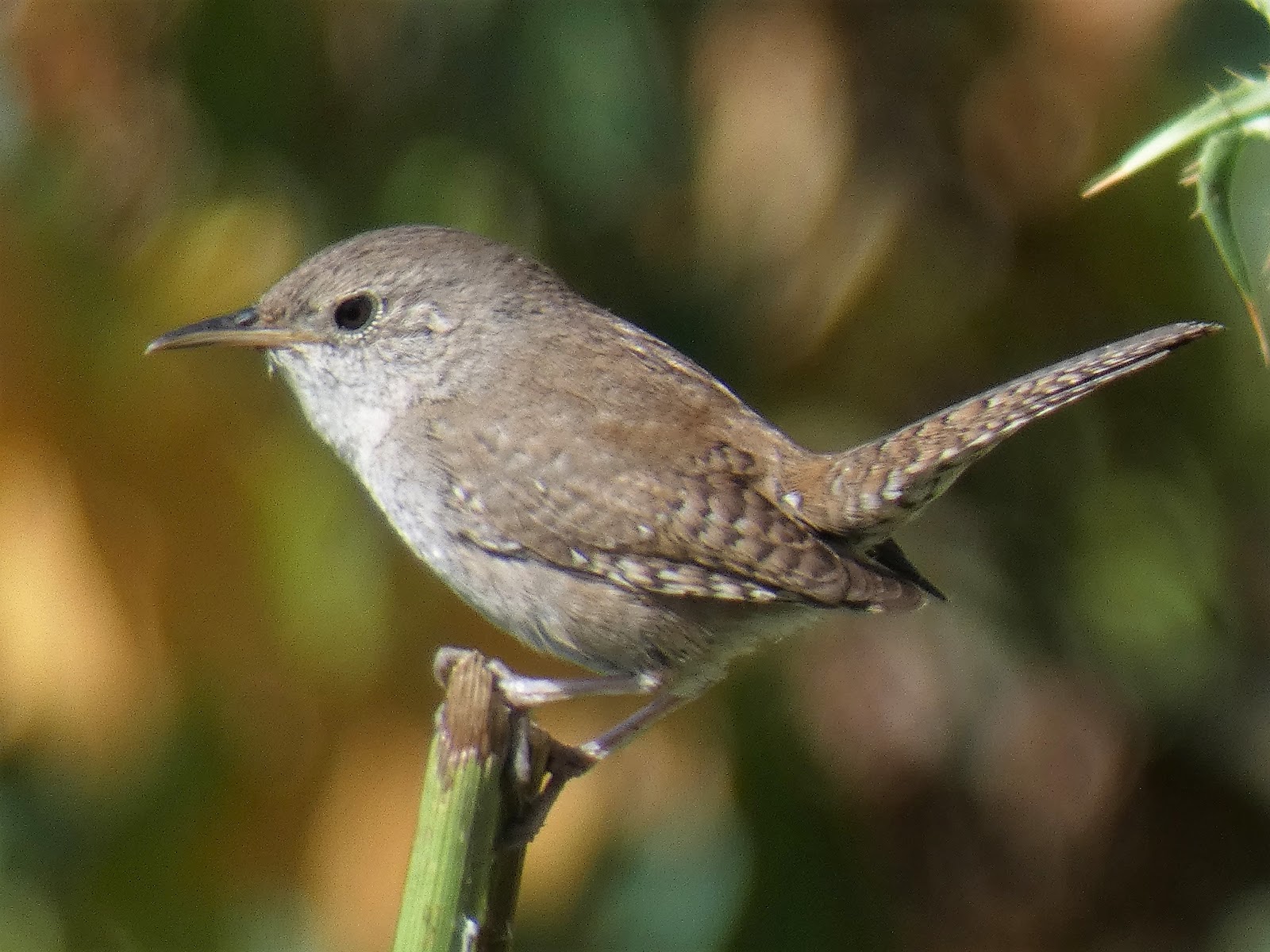 Geotripper's California Birds: House Wren on the Tuolumne River