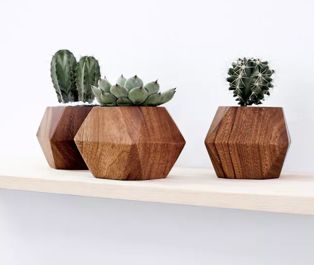 MoD Design Guru - Fresh Ideas + Cleverly Modern Design: Cacti and ...