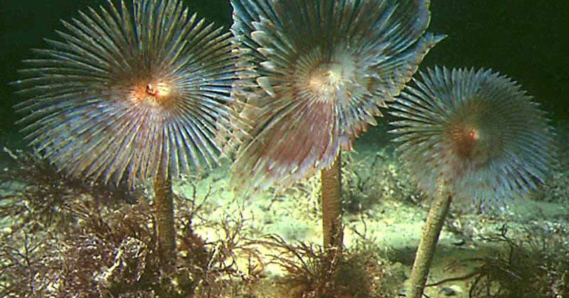 Variety of Life: Sabellida