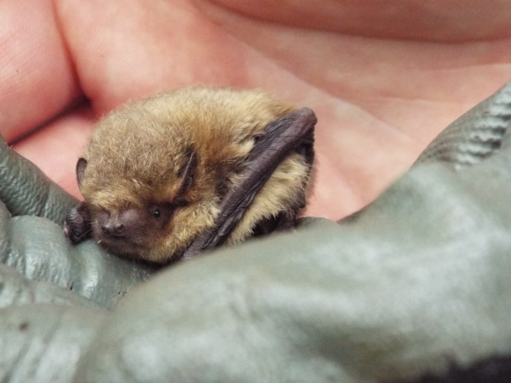 Hazelwood Conservation: 30 Days Wild - Day 30: Saving the bats til last