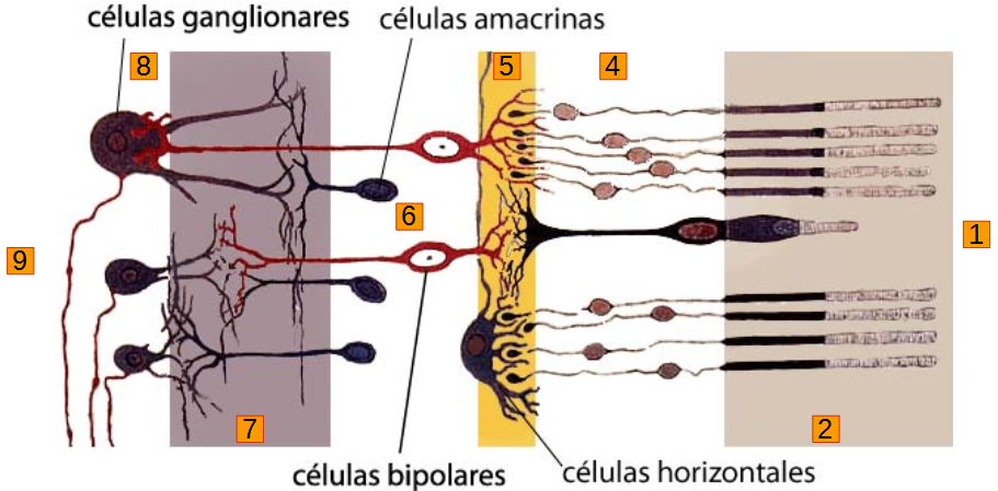 La Mitocondria: Nuestros tejidos VI: Tejidos epiteliales (epitelio ...